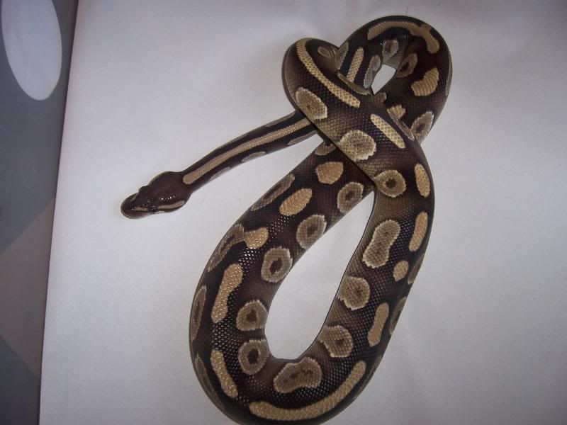 Royal python morphs for sale | Reptile Forums