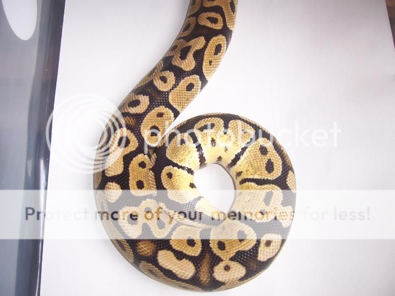Royal python morphs for sale | Reptile Forums