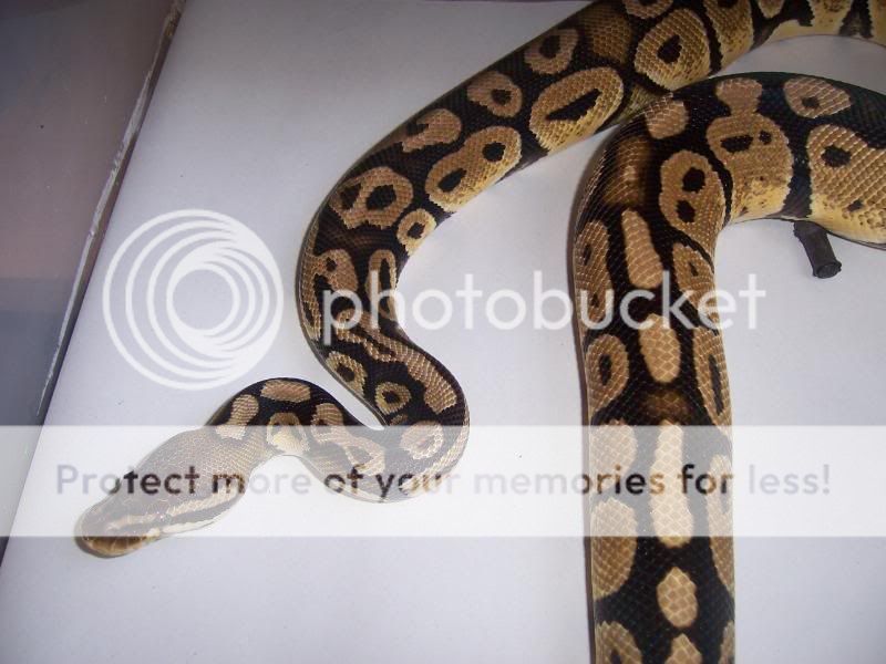 Royal python morphs for sale | Reptile Forums