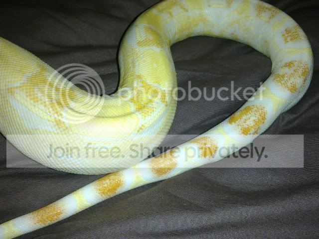 SW England - 09 Male albino sharp boa | Reptile Forums
