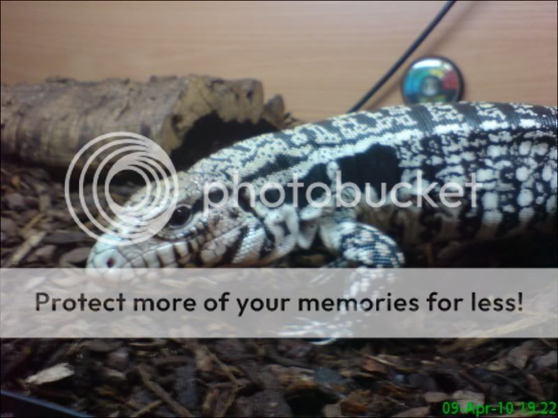 SW England - Stunning young Black and White Argentine Tegu | Reptile Forums