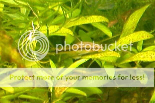 zebra oto - Otocinclus cocama | AquariaCentral.com