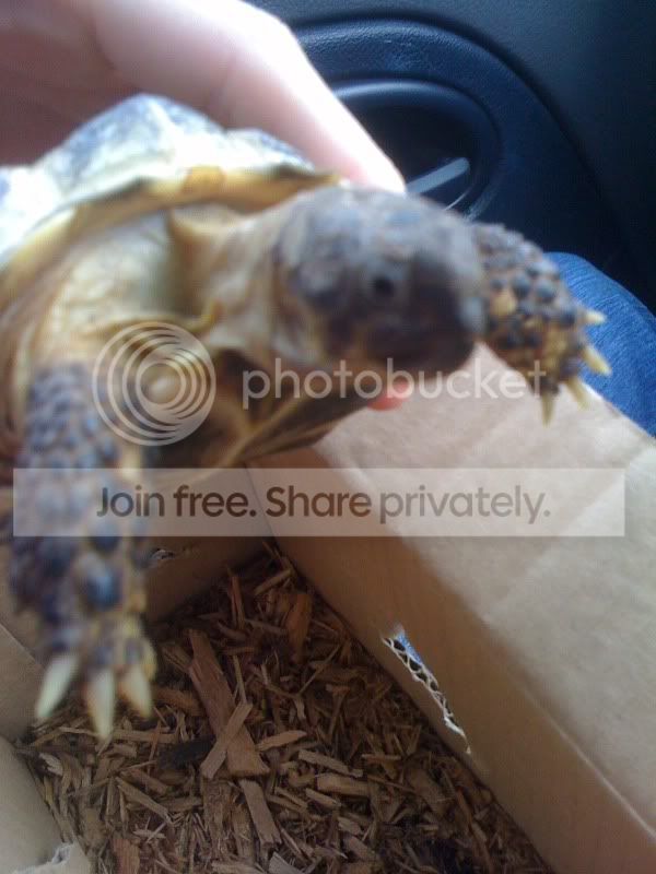 First Year With my Tortoise Wiggles (pic Heavy) | Reptile Forums