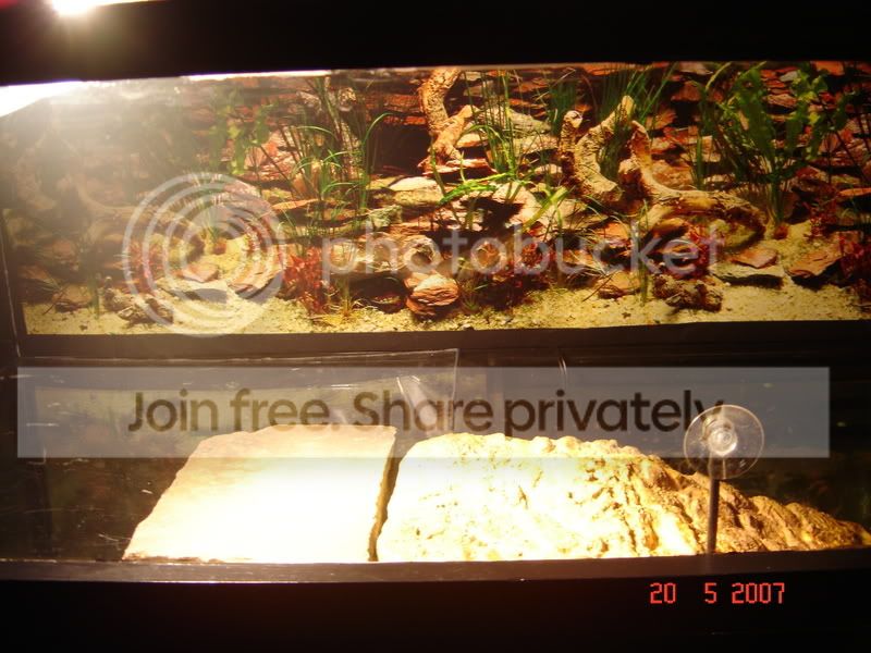 Redearslider.com :: View topic - New above tank basking area