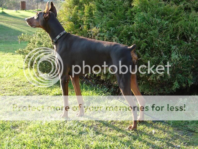 Correct standing position? | Doberman Forum : Doberman Breed Dog Forums