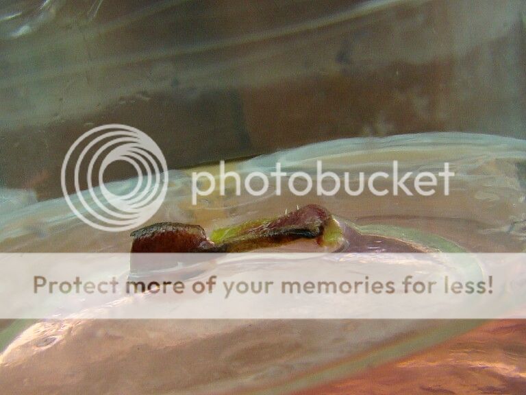 Callus or contamination... - FlyTrapCare Forums