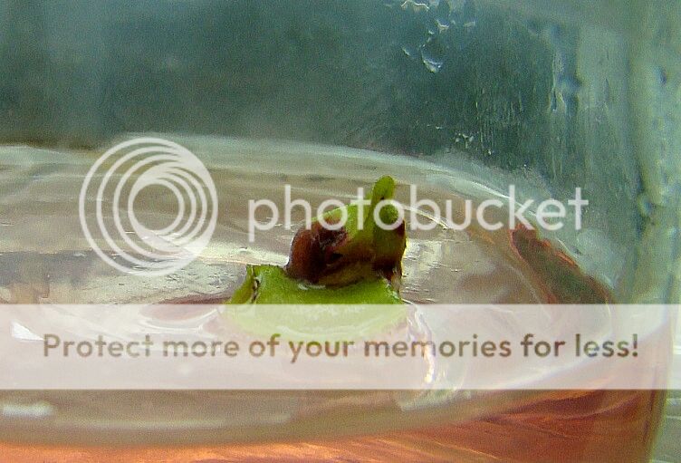 Callus or contamination... - FlyTrapCare Forums