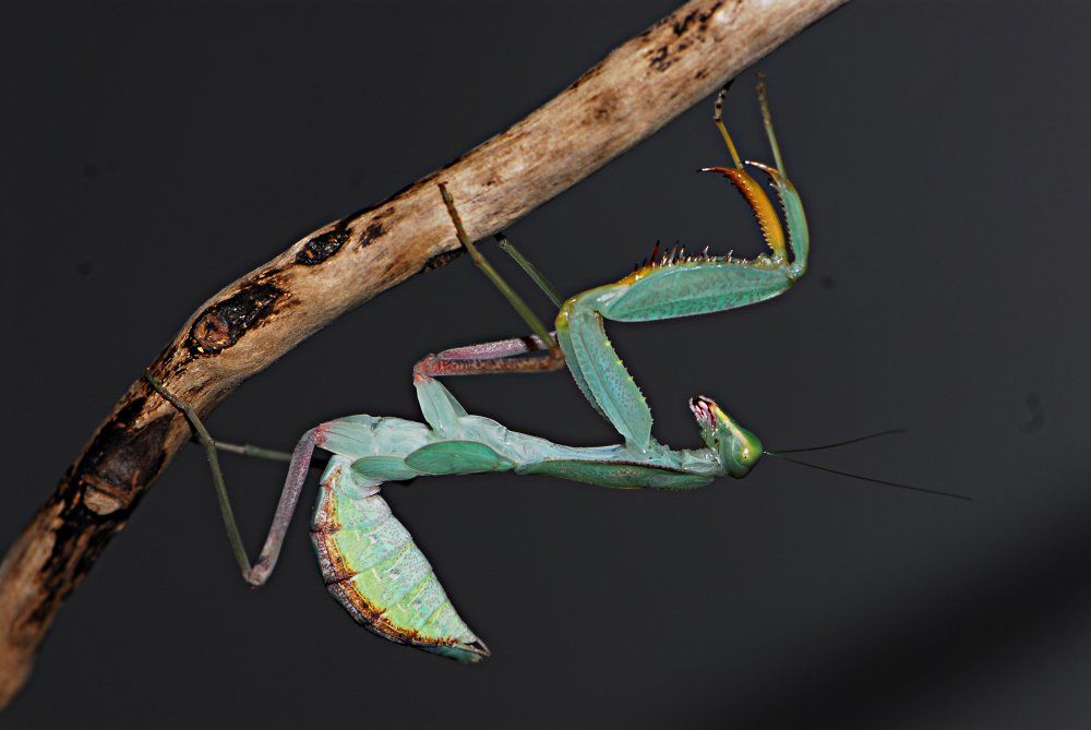 Sphodromantis - Alchetron, The Free Social Encyclopedia