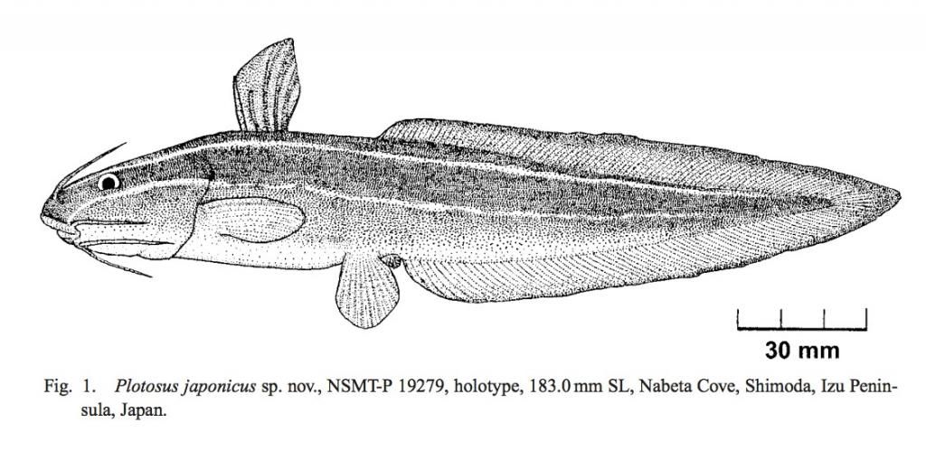 Japanese Sea Catfish - Platystacus japonicas