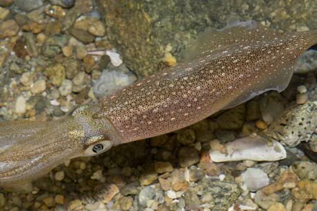 Longfin inshore squid - Alchetron, The Free Social Encyclopedia