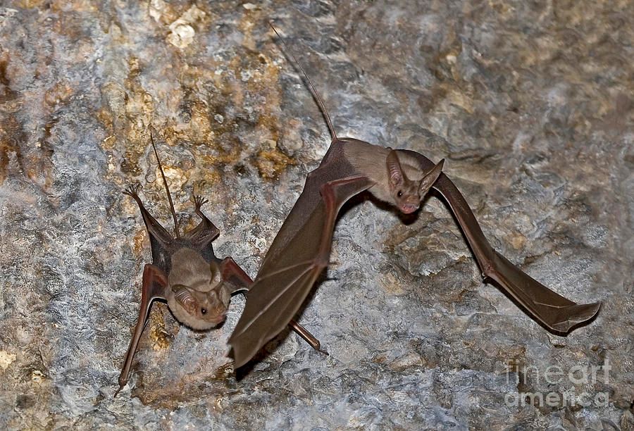 Greater mouse tailed bat - Alchetron, the free social encyclopedia