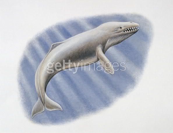 Mammalodon - Alchetron, The Free Social Encyclopedia