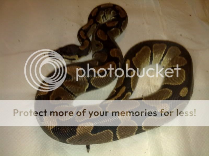 Our Royal Pythons | Reptile Forums