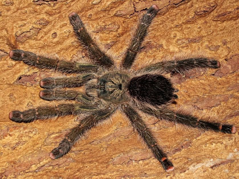 Avicularia Pictures - Kunena