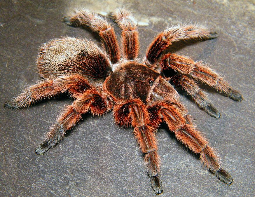 Comparison of G. rosea & G. porteri stridulatory organs | Tarantula Forum