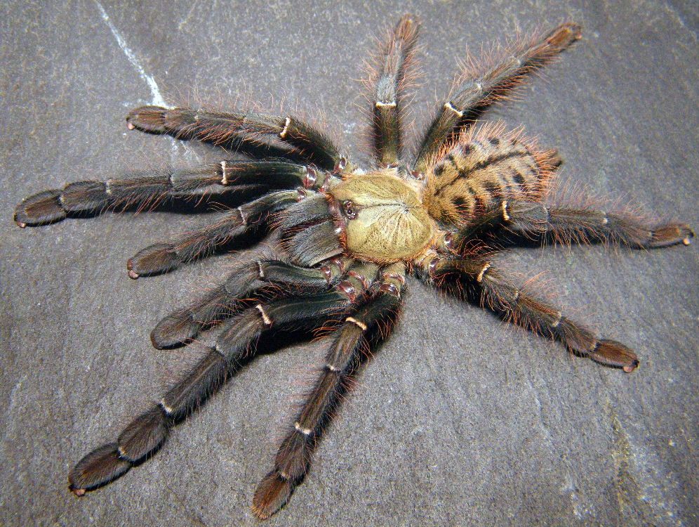 Malaysian Earth Tiger | Tarantula Forum