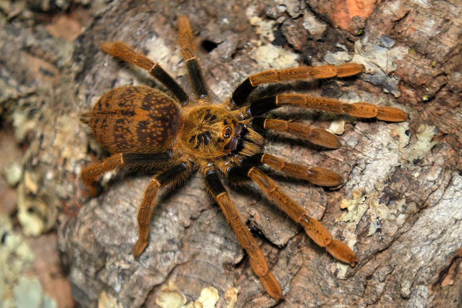 Baboon spiders | Tarantula Forum