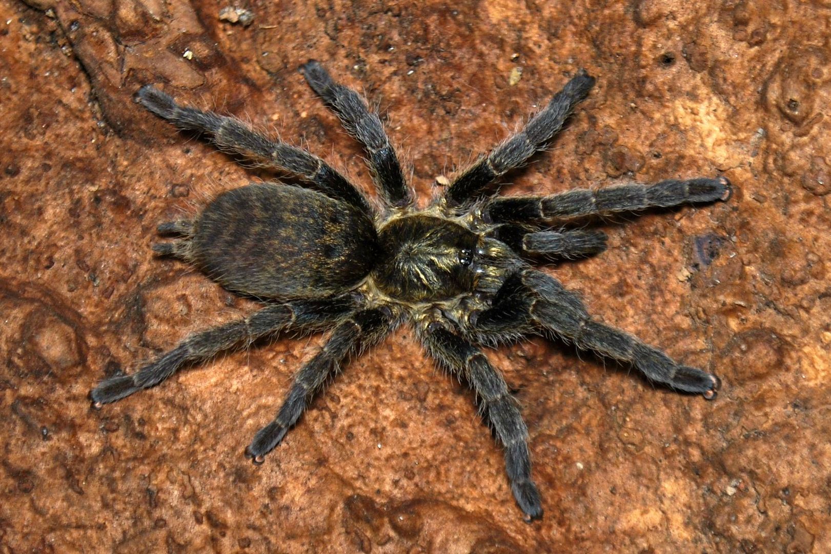 Baboon spiders | Tarantula Forum