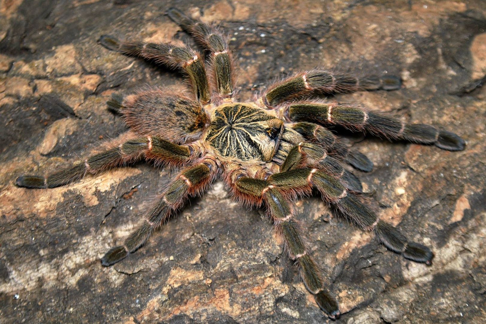Baboon spiders | Tarantula Forum