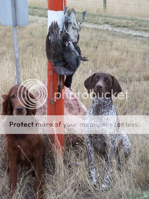 GSP For Ducks? | Duck Hunting Forum